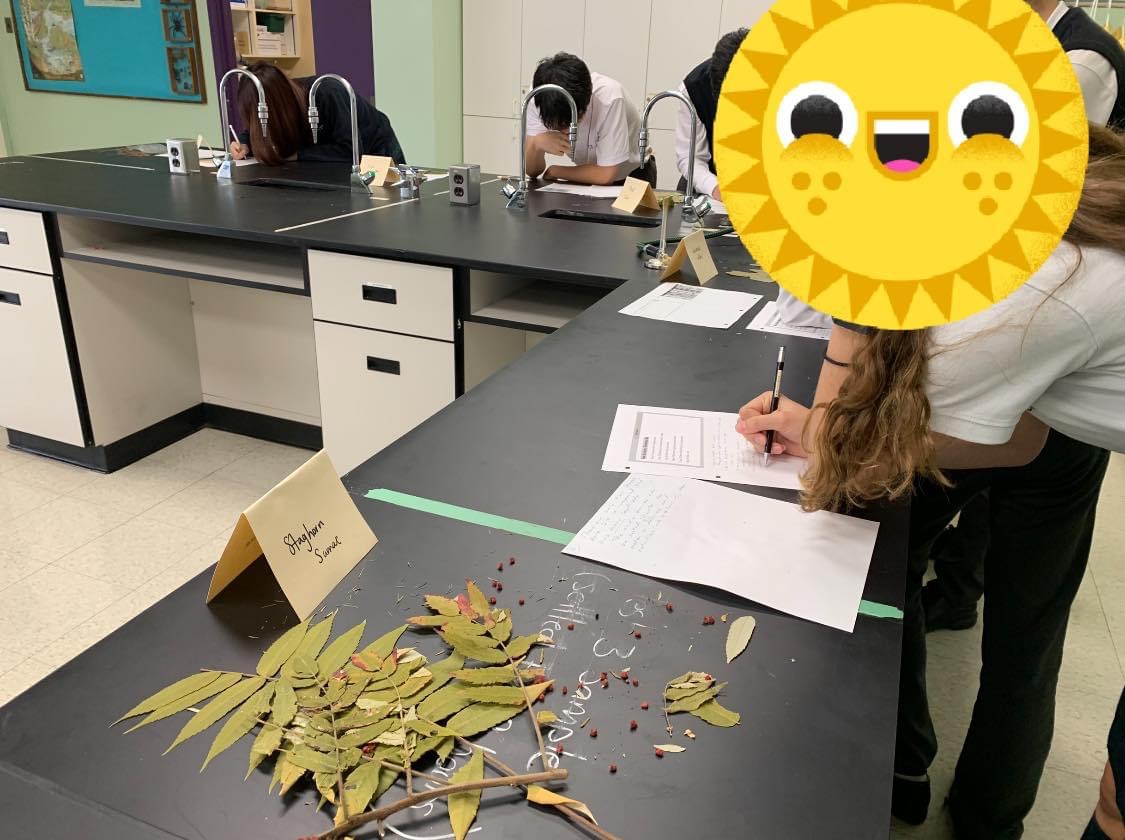 Creating a Dichotomous Key Activity (with tree leaves) – Teach to Serve