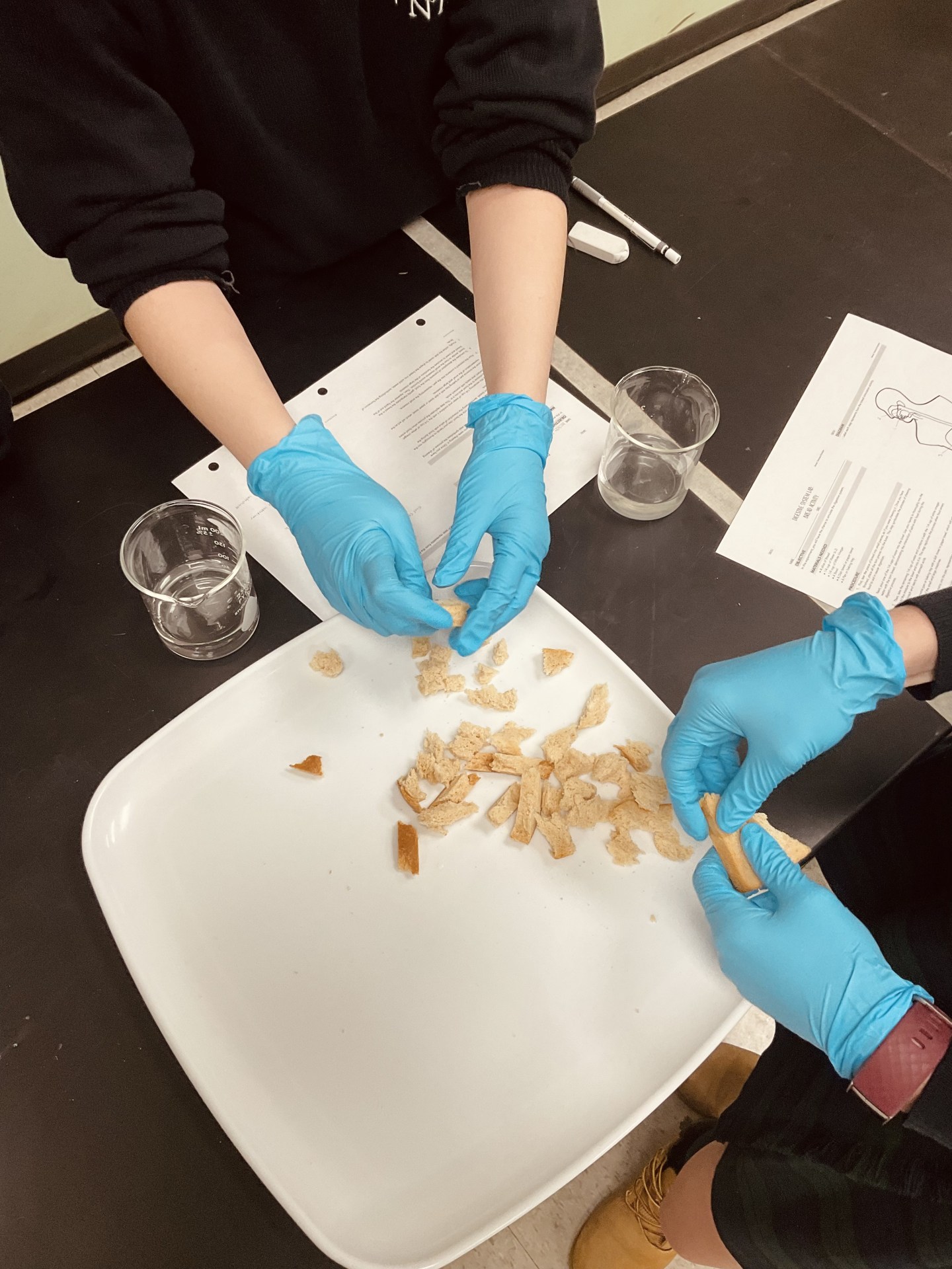 Digestive System Lab Activity – Teach to Serve