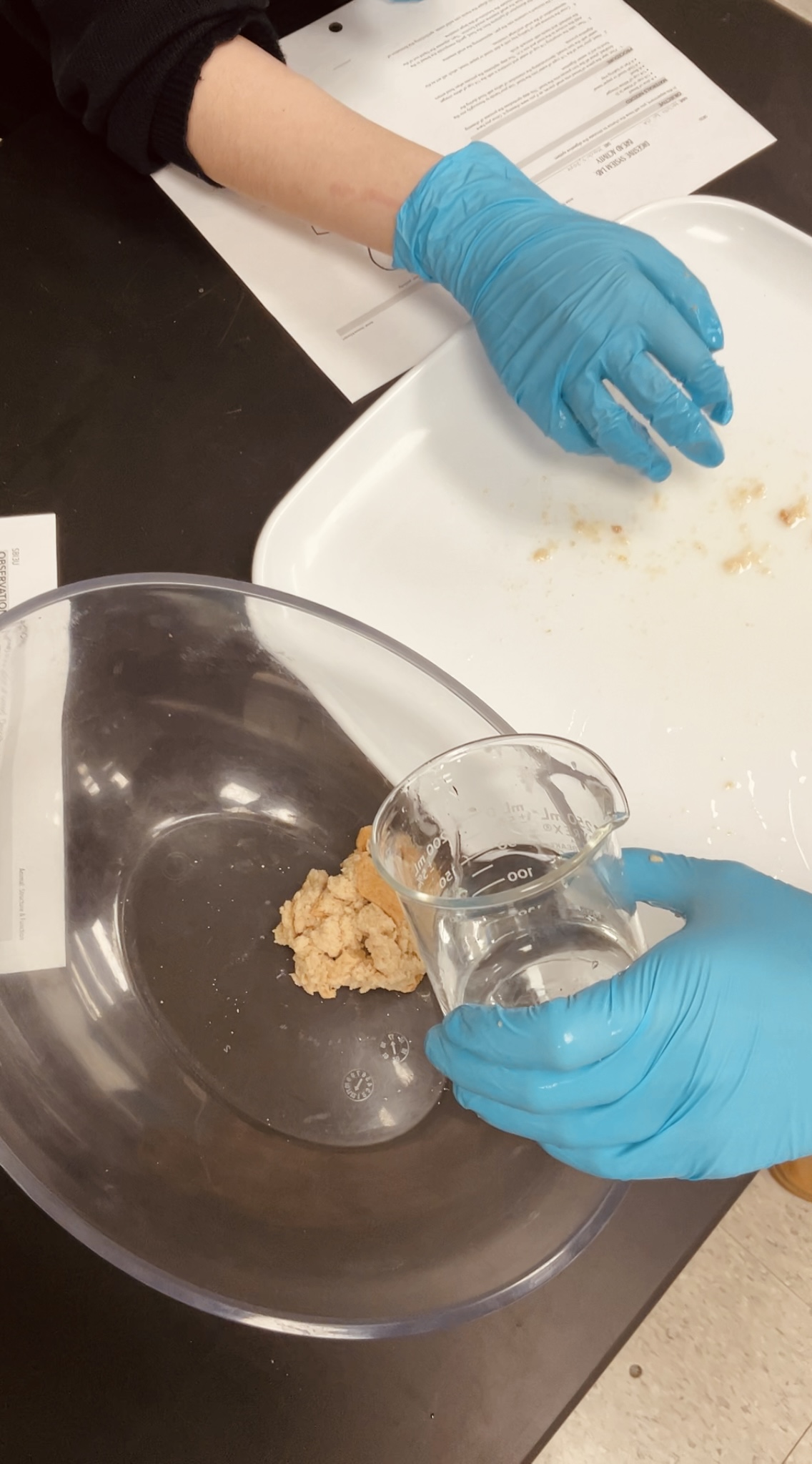 Digestive System Lab Activity – Teach to Serve