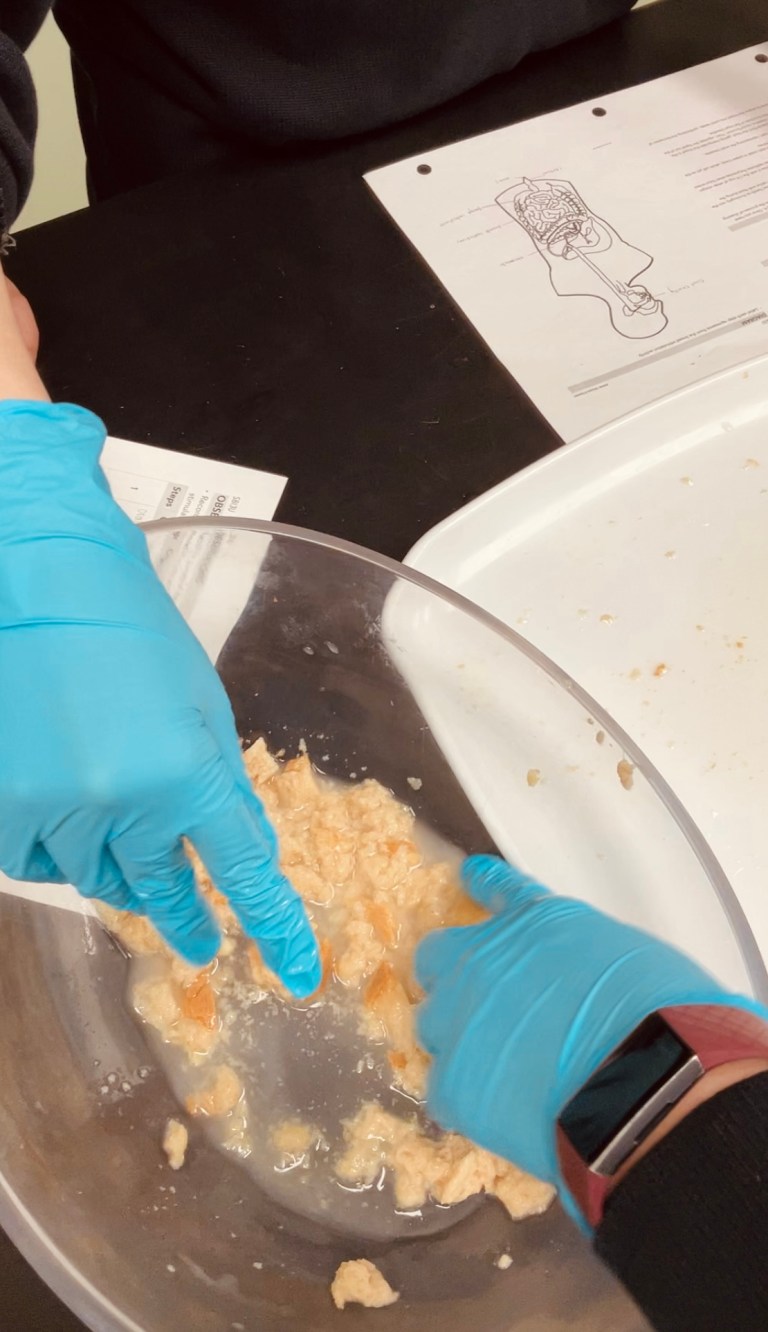 Digestive System Lab Activity – Teach to Serve