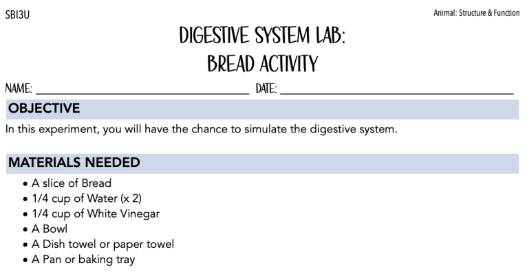 Digestive System Lab Activity – Teach to Serve