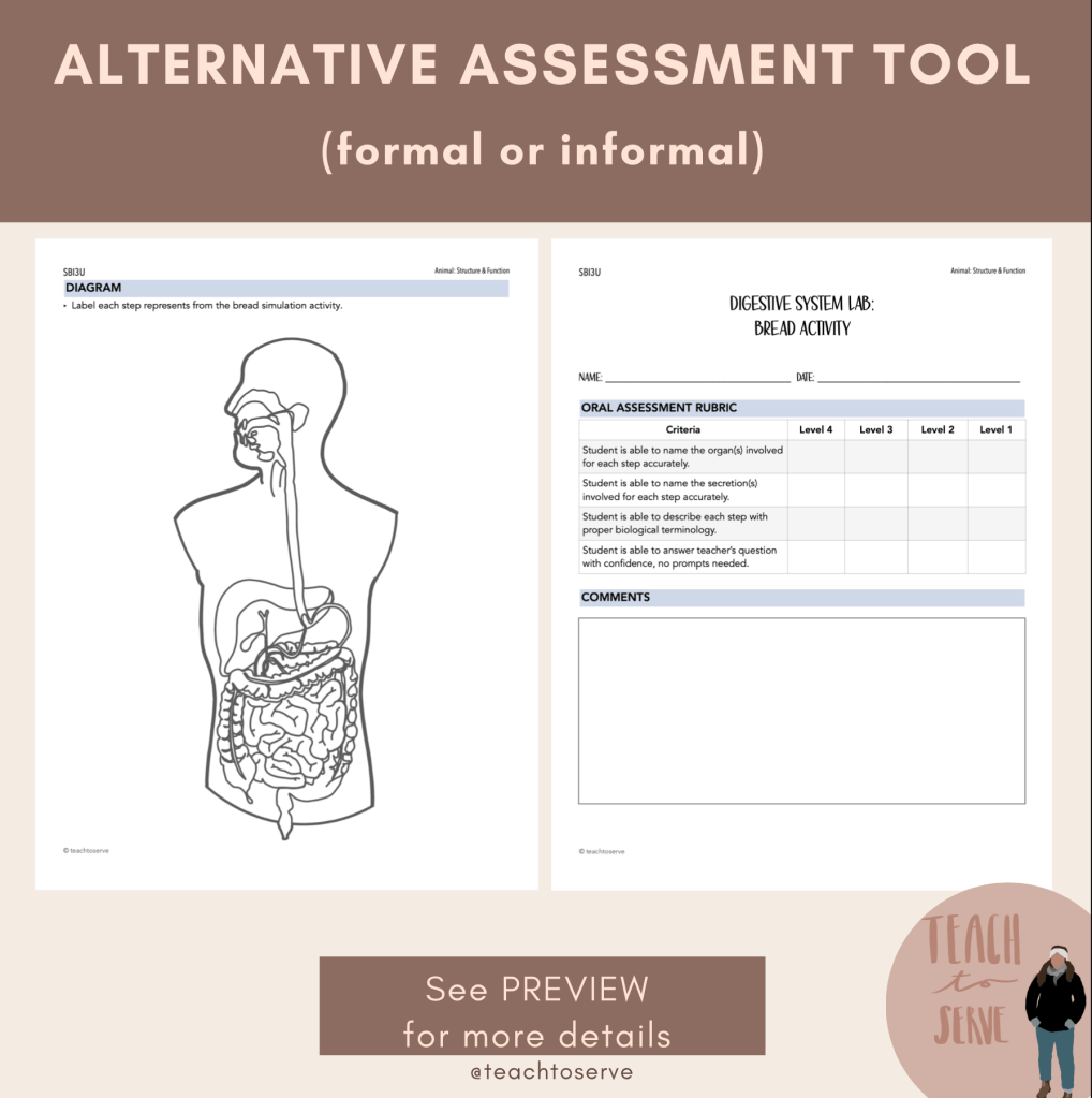 Digestive System Lab Activity – Teach to Serve